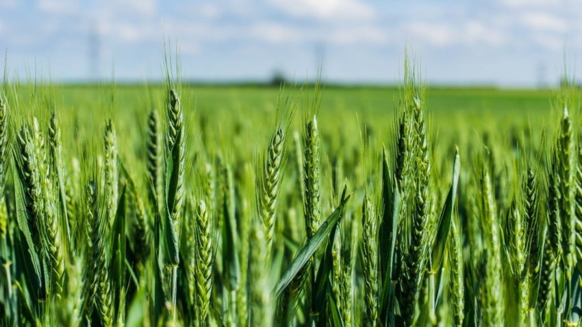 Revystar XL - Agricultural Solutions