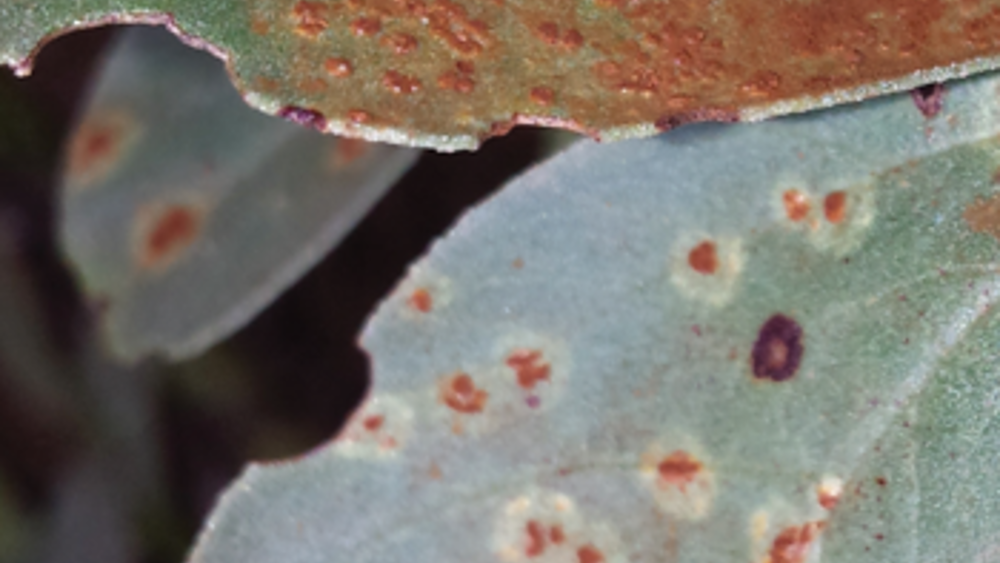 Field Beans - Agricultural Solutions