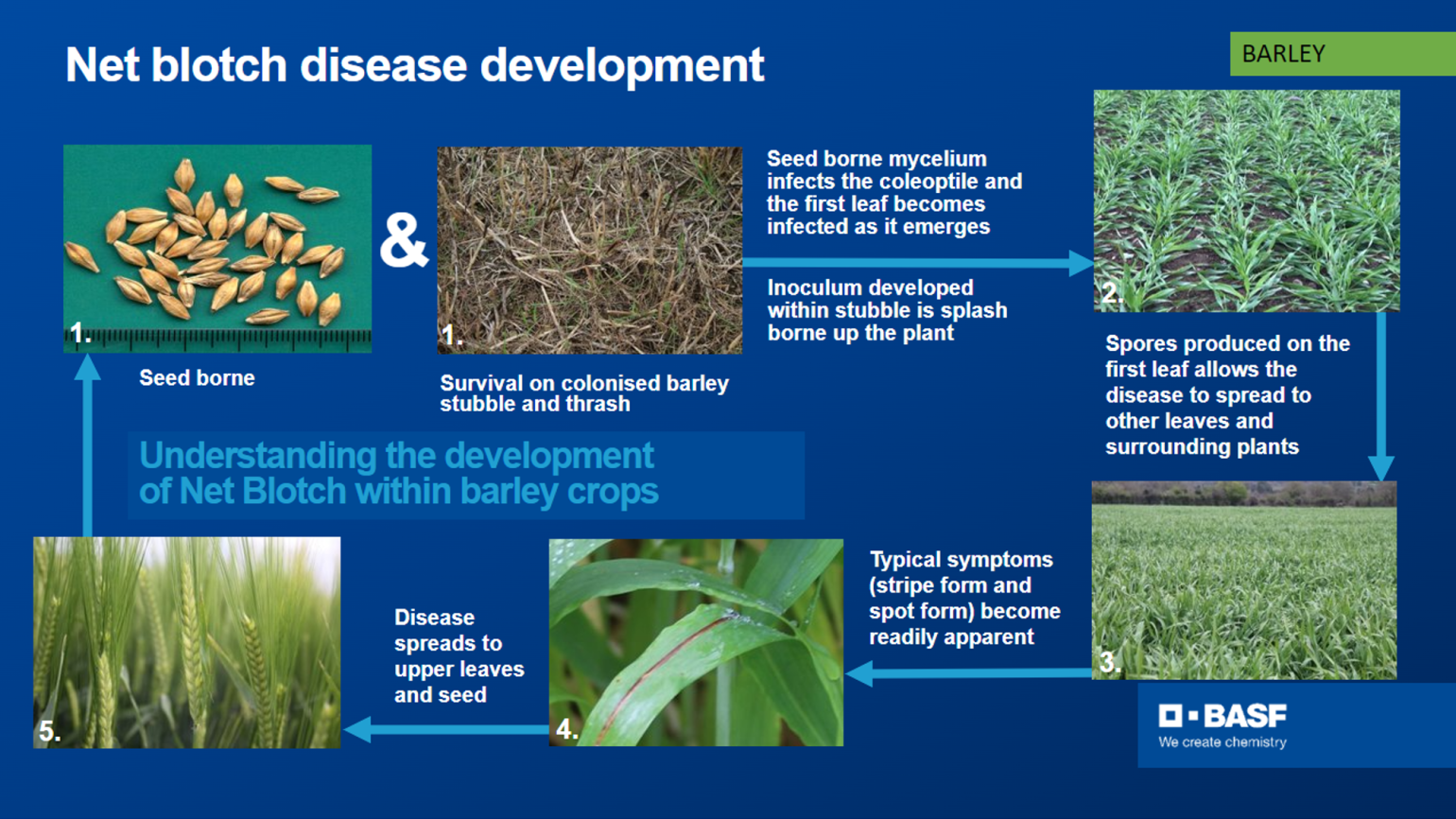 Barley - Agricultural Solutions