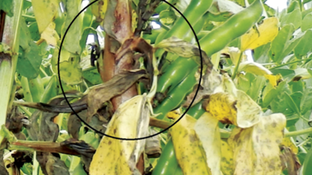 Field Beans - Agricultural Solutions