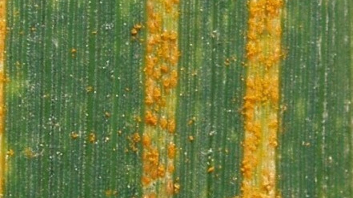 Wheat - Agricultural Solutions