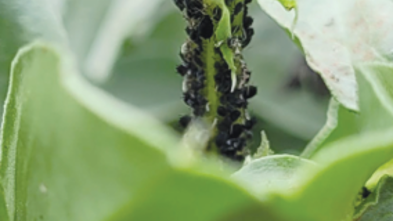 Field Beans - Agricultural Solutions