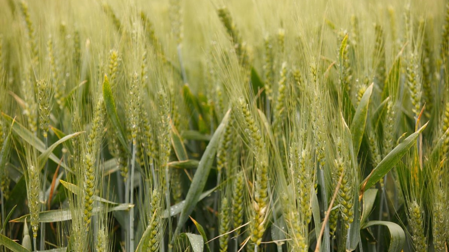 Medax Max - Agricultural Solutions