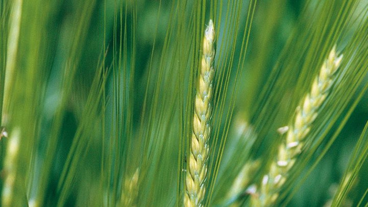 Spring Barley - Agricultural Solutions