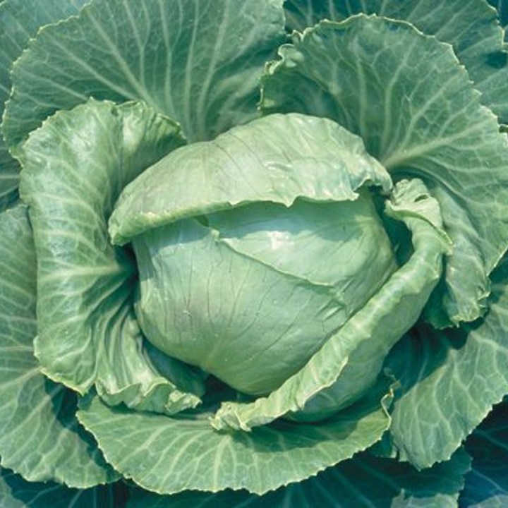 Fusarium Ear Blight - Agricultural Solutions