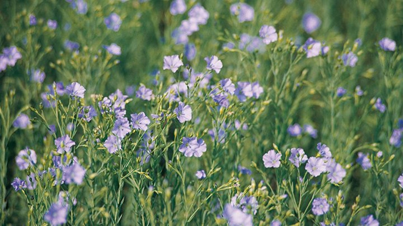 Linseed - Agricultural Solutions
