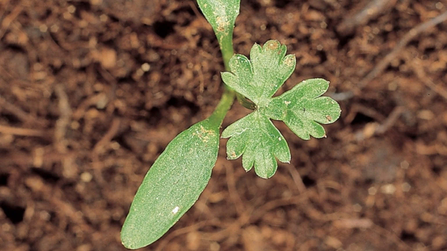Fool's parsley - Agricultural Solutions
