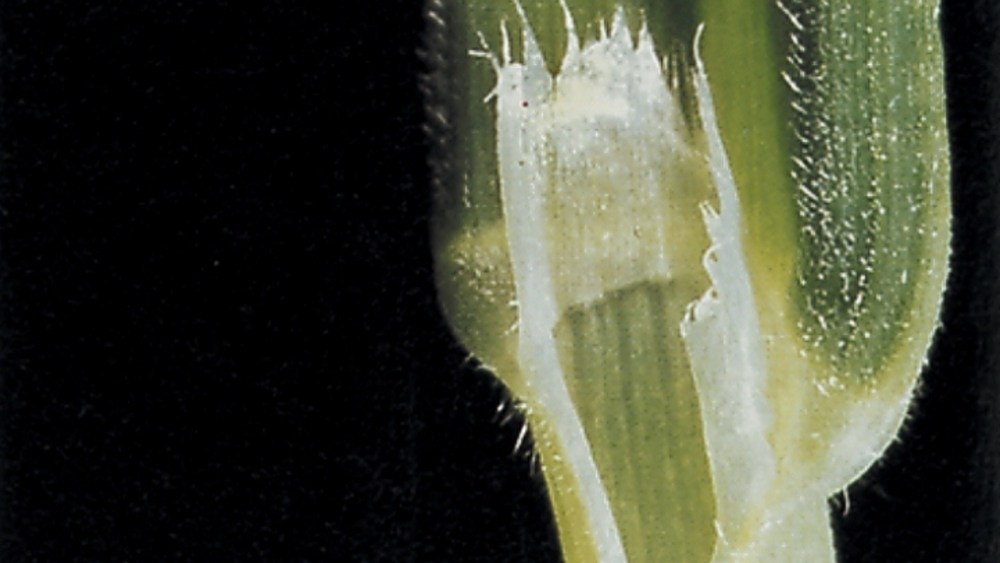 Sterile/Barren Brome - Agricultural Solutions