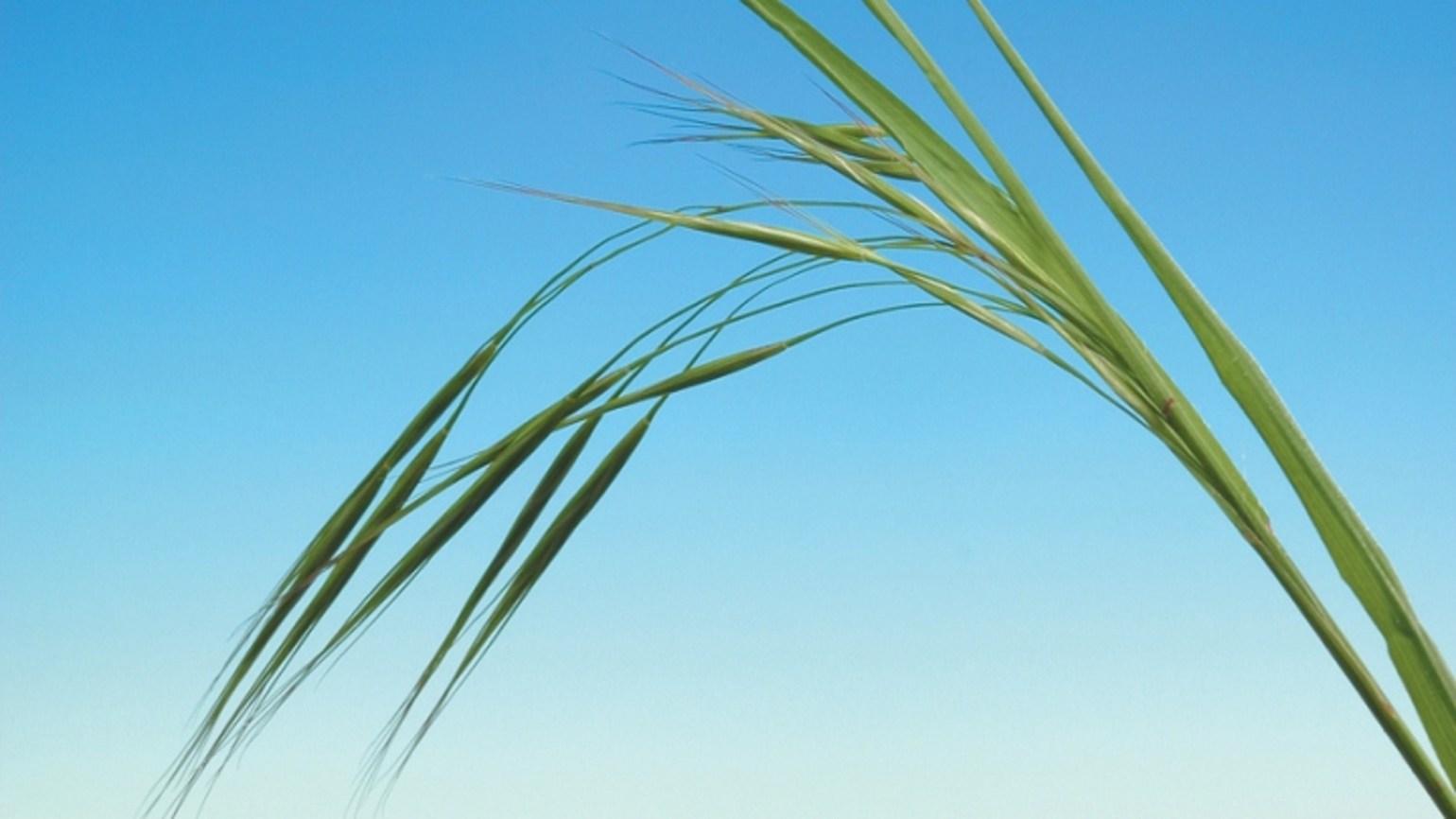 Barren brome - Agricultural Solutions